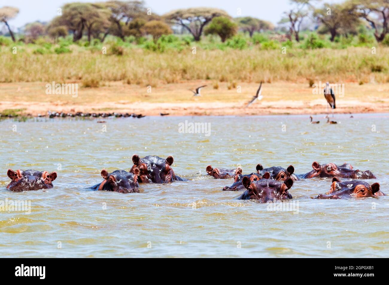 Kenya, Tsavo West National Park, Lake Jipe, Hippopotamus (Hippopotamus ...