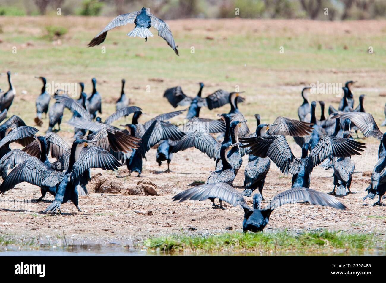 Kenya, Tsavo West National Park, Lake Jipe, White-breasted cormorant ...