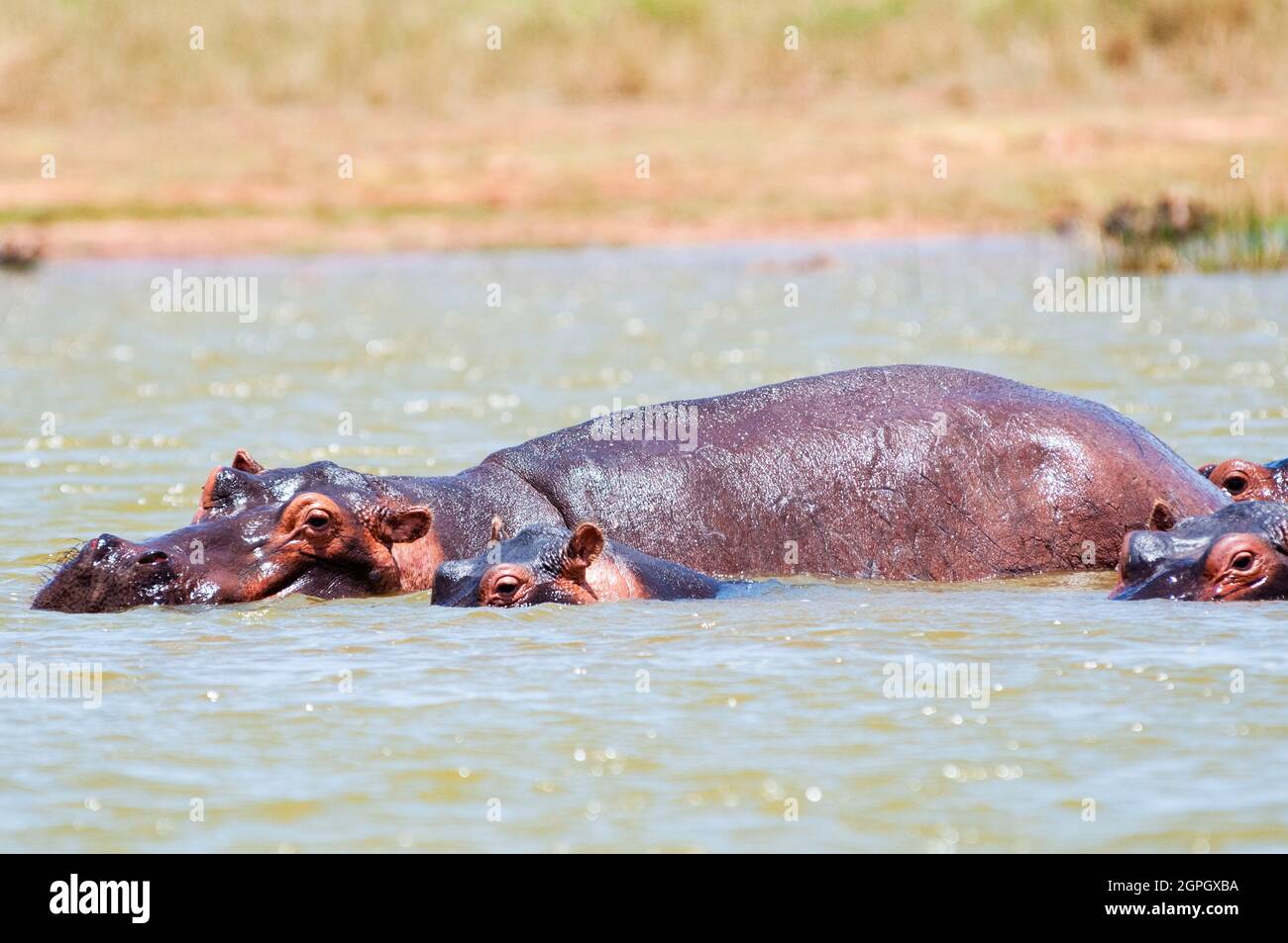 Kenya, Tsavo West National Park, Lake Jipe, Hippopotamus (Hippopotamus ...