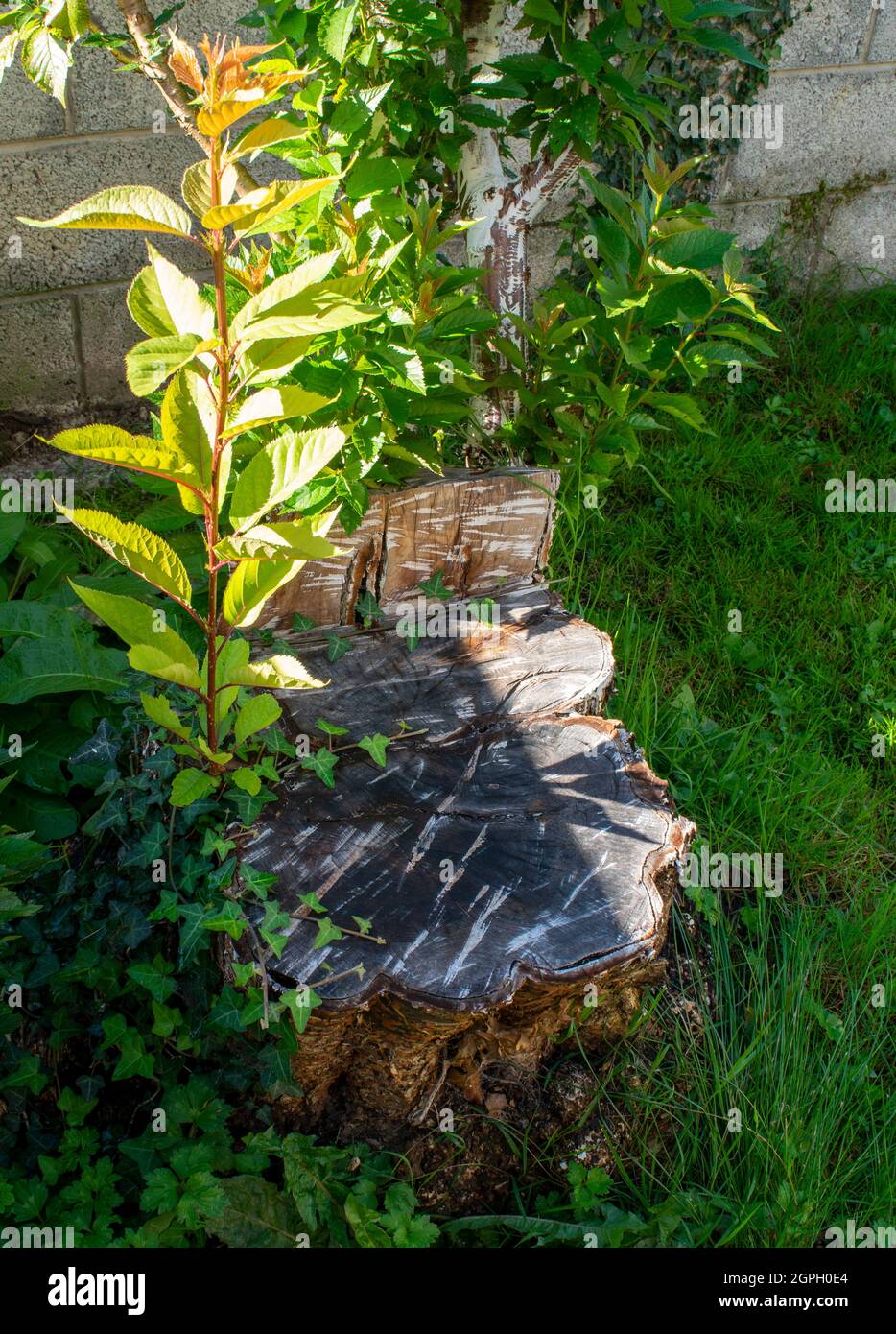 Tree rebirth after felling, new branches, outgrowths of new branches ...