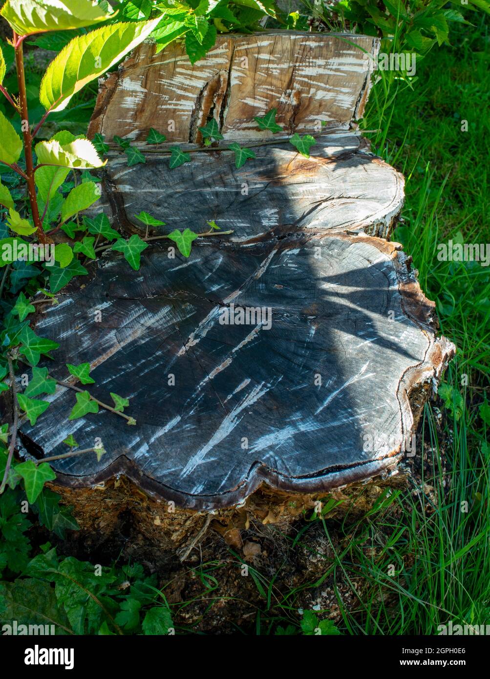 Tree rebirth after felling, new branches, outgrowths of new branches ...