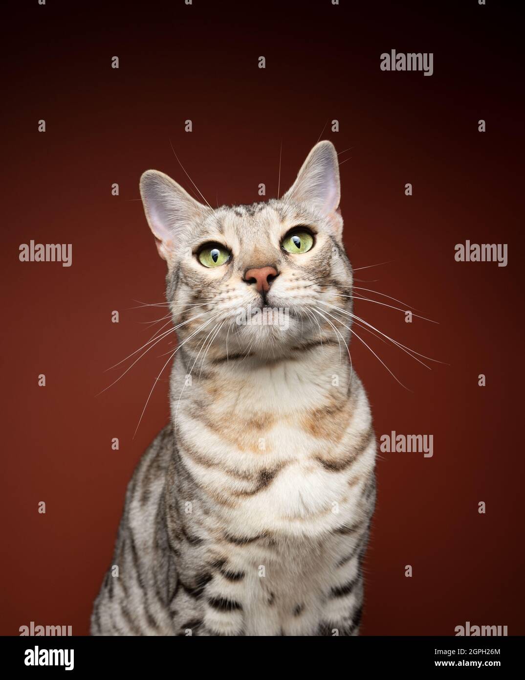 Beautiful Silver Tabby Bengal Cat Portrait On Brown Background With