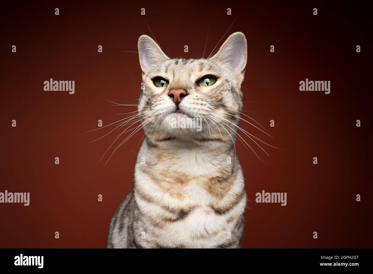 Judging look on face hi-res stock photography and images - Alamy