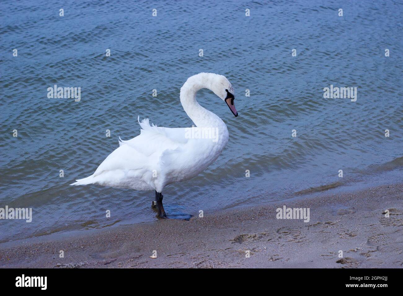 Swan footprint hi-res stock photography and images - Alamy