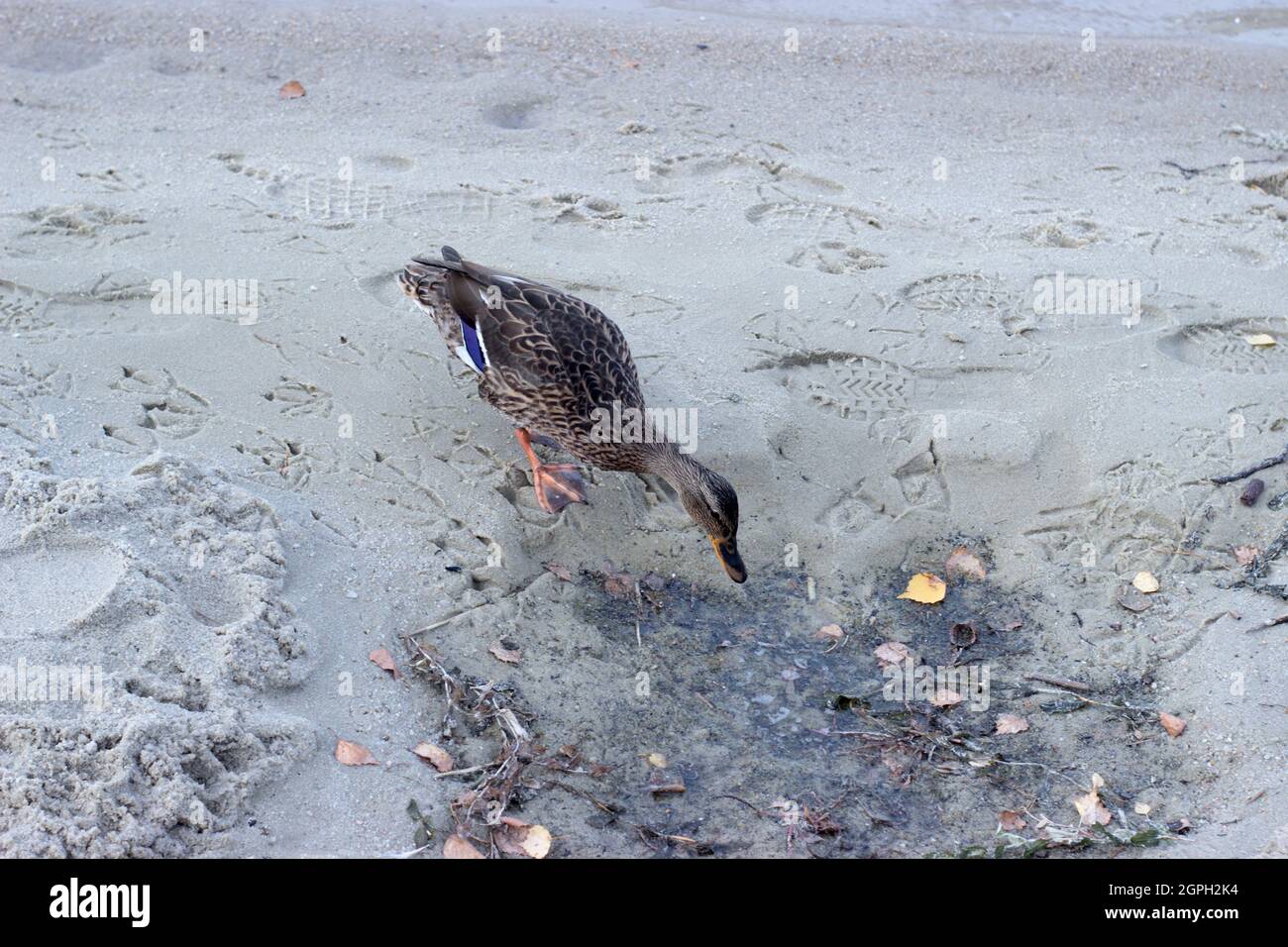 Duck footprints sand beach hi-res stock photography and images - Alamy