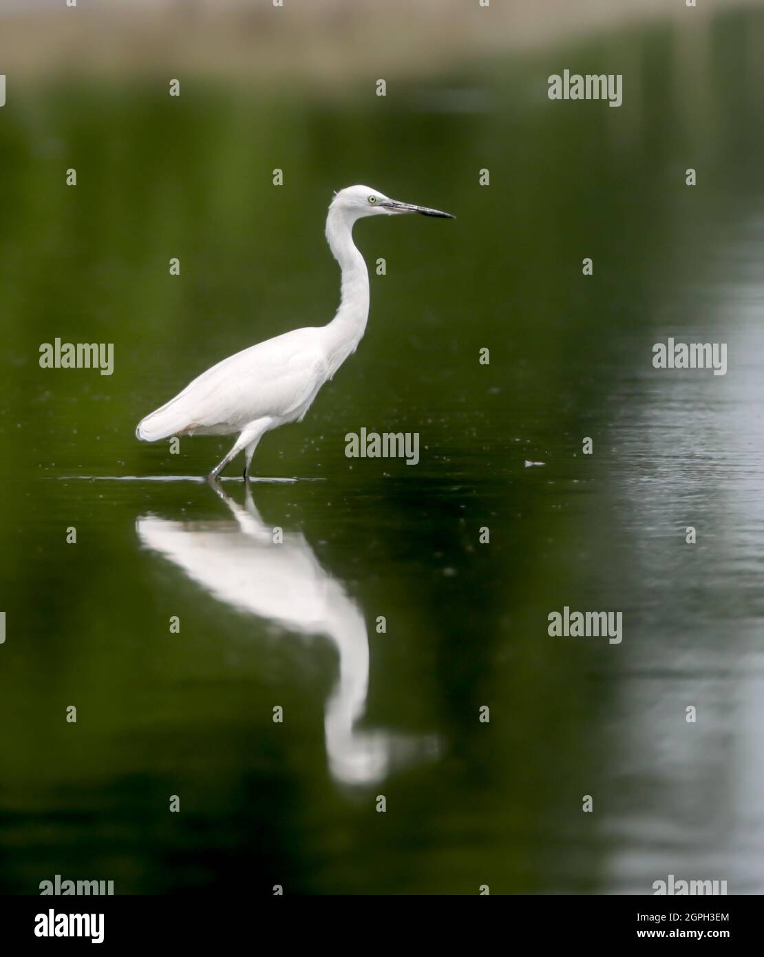 Little Egret Reflection In Water Stock Photo - Alamy