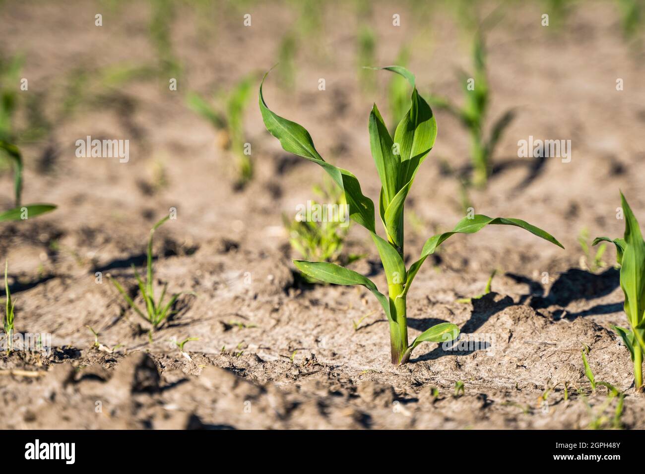 Maize seedling in the agricultural garden with blue sky Stock Photo - Alamy