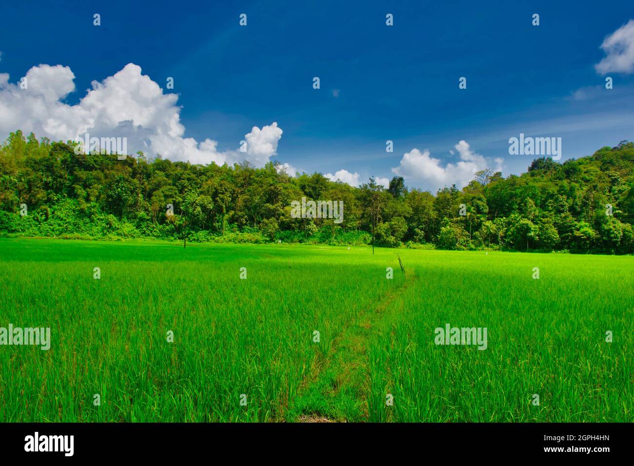 Paddy fields in summer with blue skies Stock Photo - Alamy
