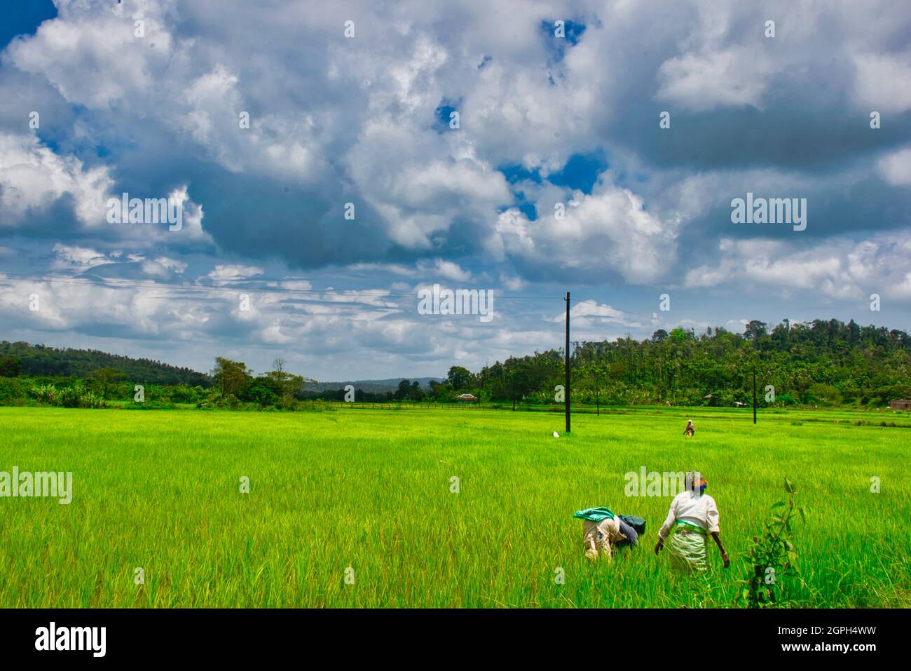 Working in paddy hi-res stock photography and images - Alamy