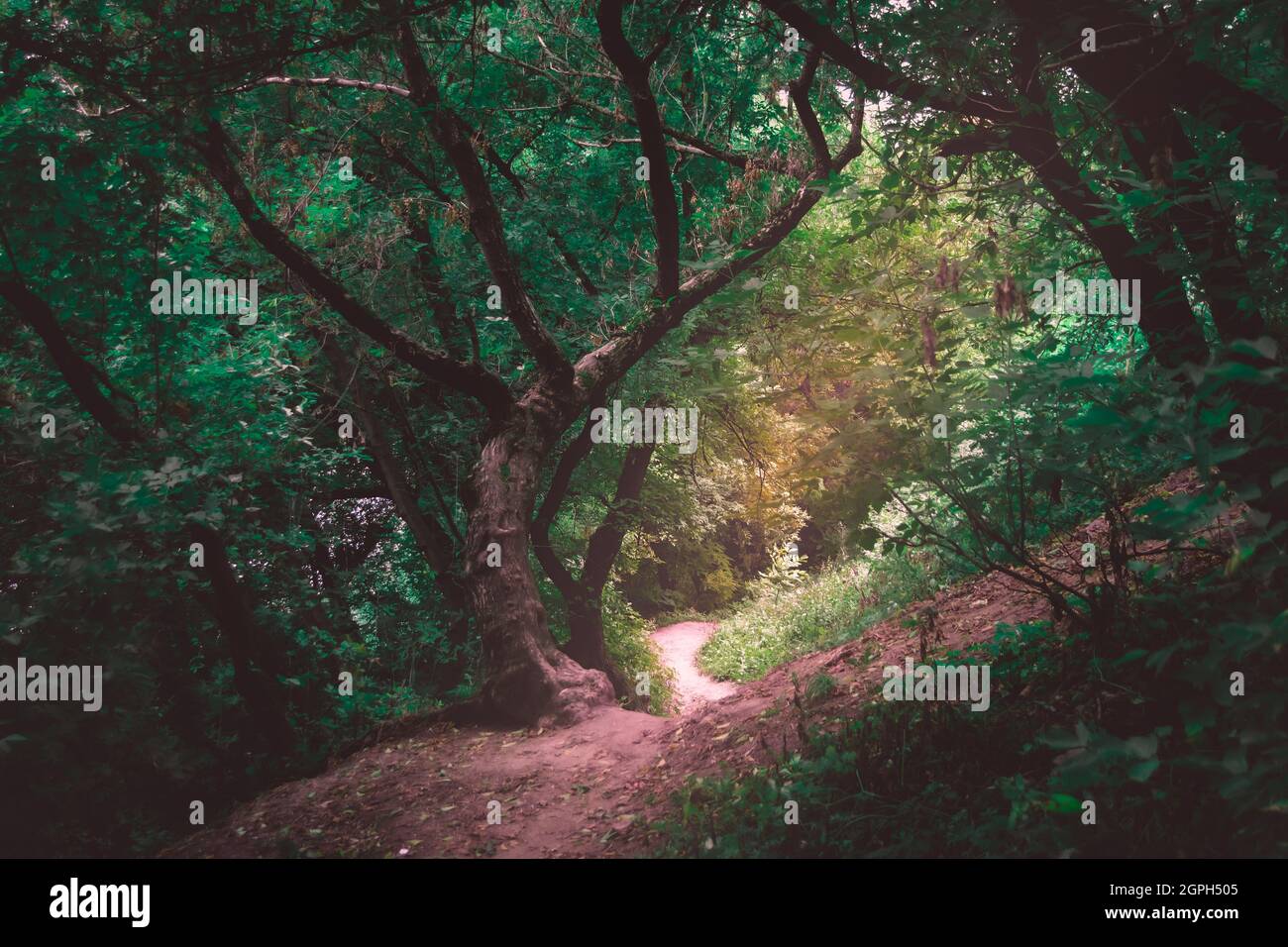 Sunlight through the crowns of trees in a dark forest. Forest sunbeams ...