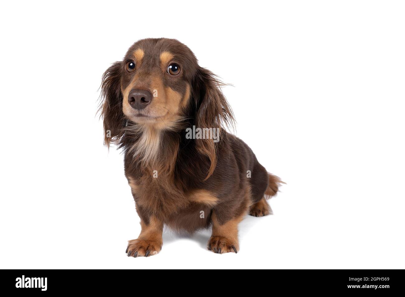 Closeup of a bi-colored wire-haired Dachshund dog isolated on a white ...