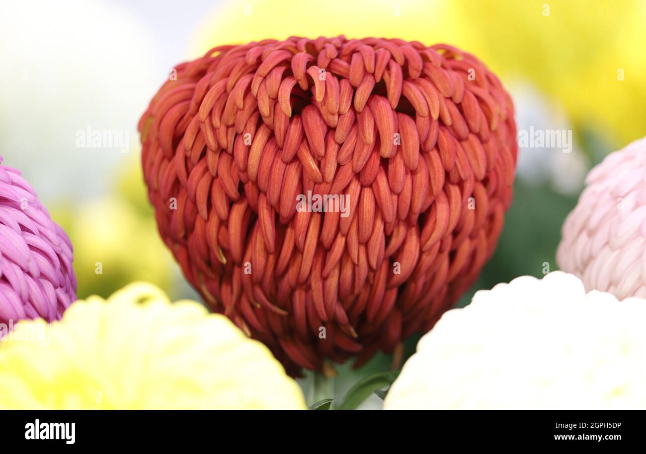 Bronze Chrysanthemum Pom Pom
