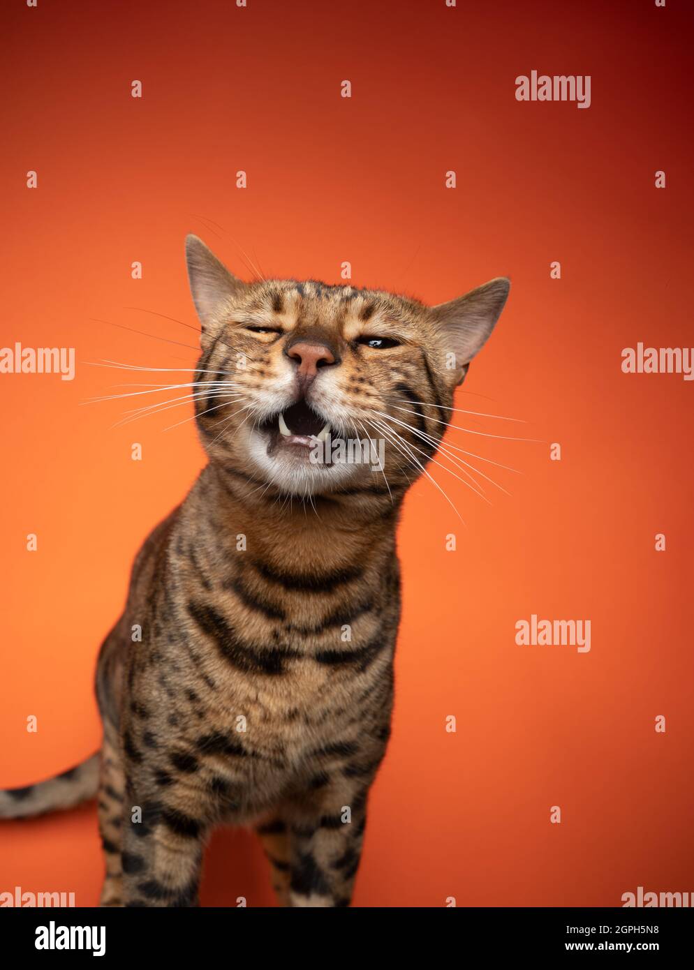 brown bengal cat making funny face on orange background with copy space ...