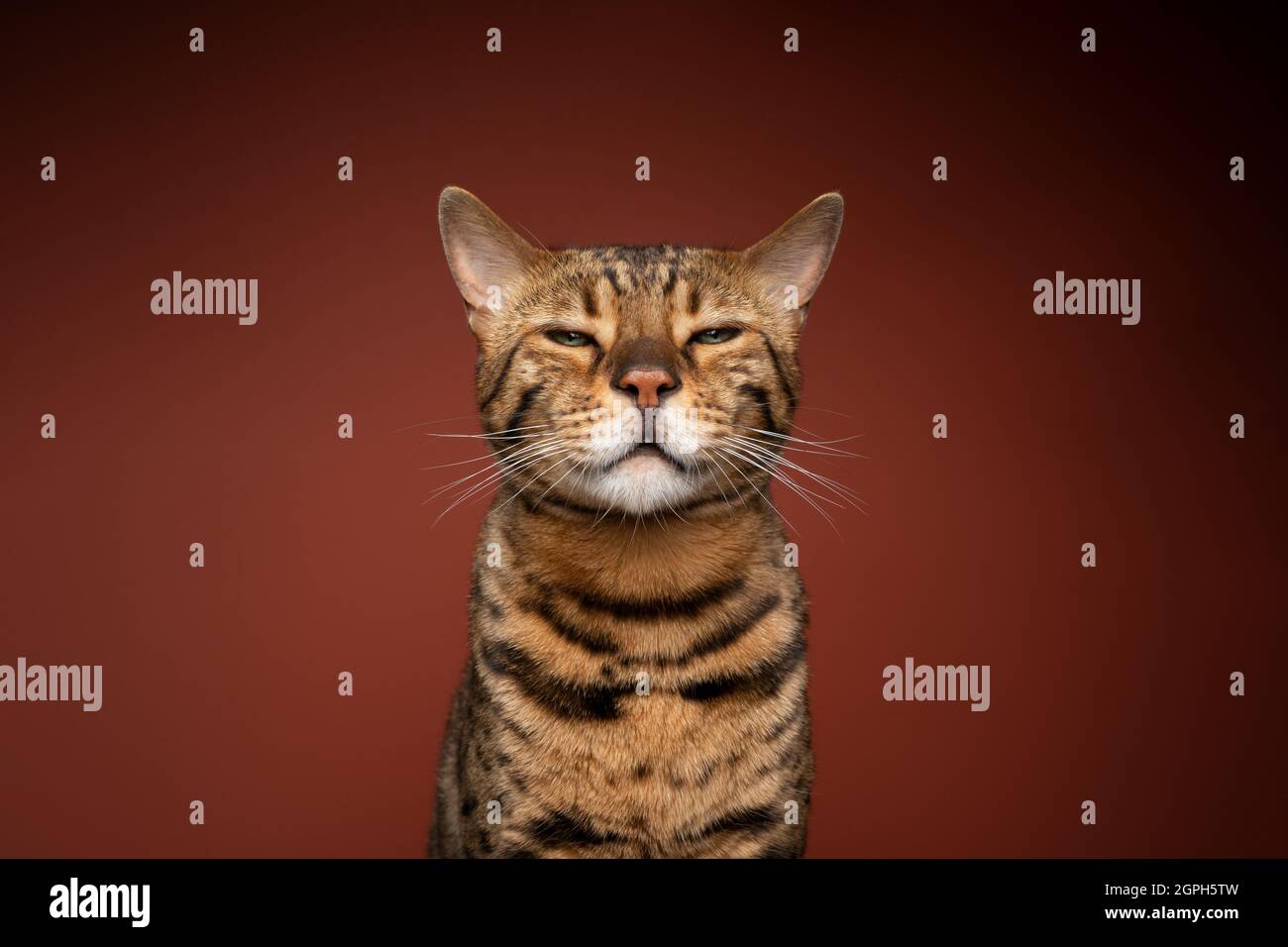 brown spotted bengal cat portrait with judging look on brown background ...