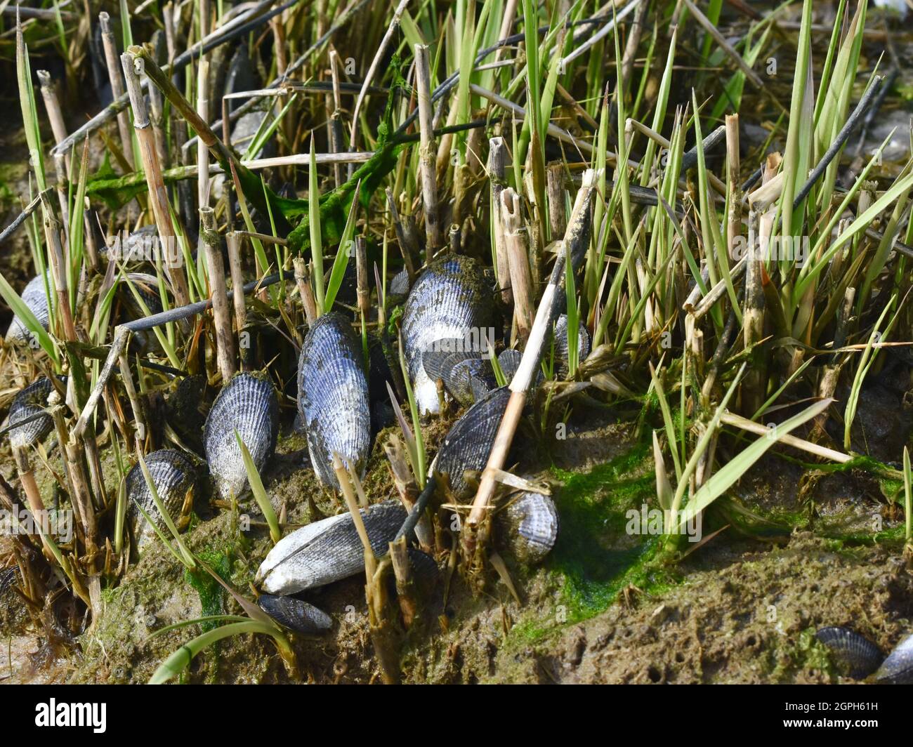 Ribbed Mussels (Geukensia demissa) and Cord grass (Spartina ...