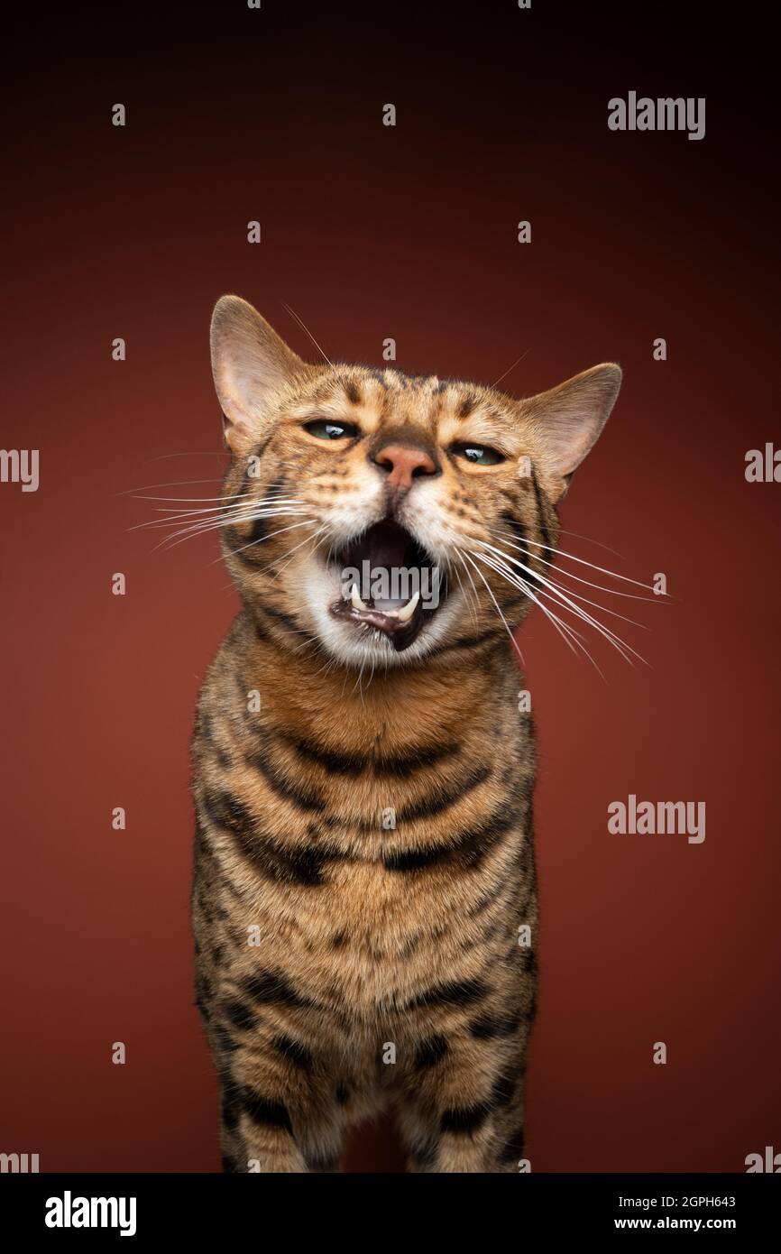 spotted bengal cat with mouth wide open meowing looking at camera on ...