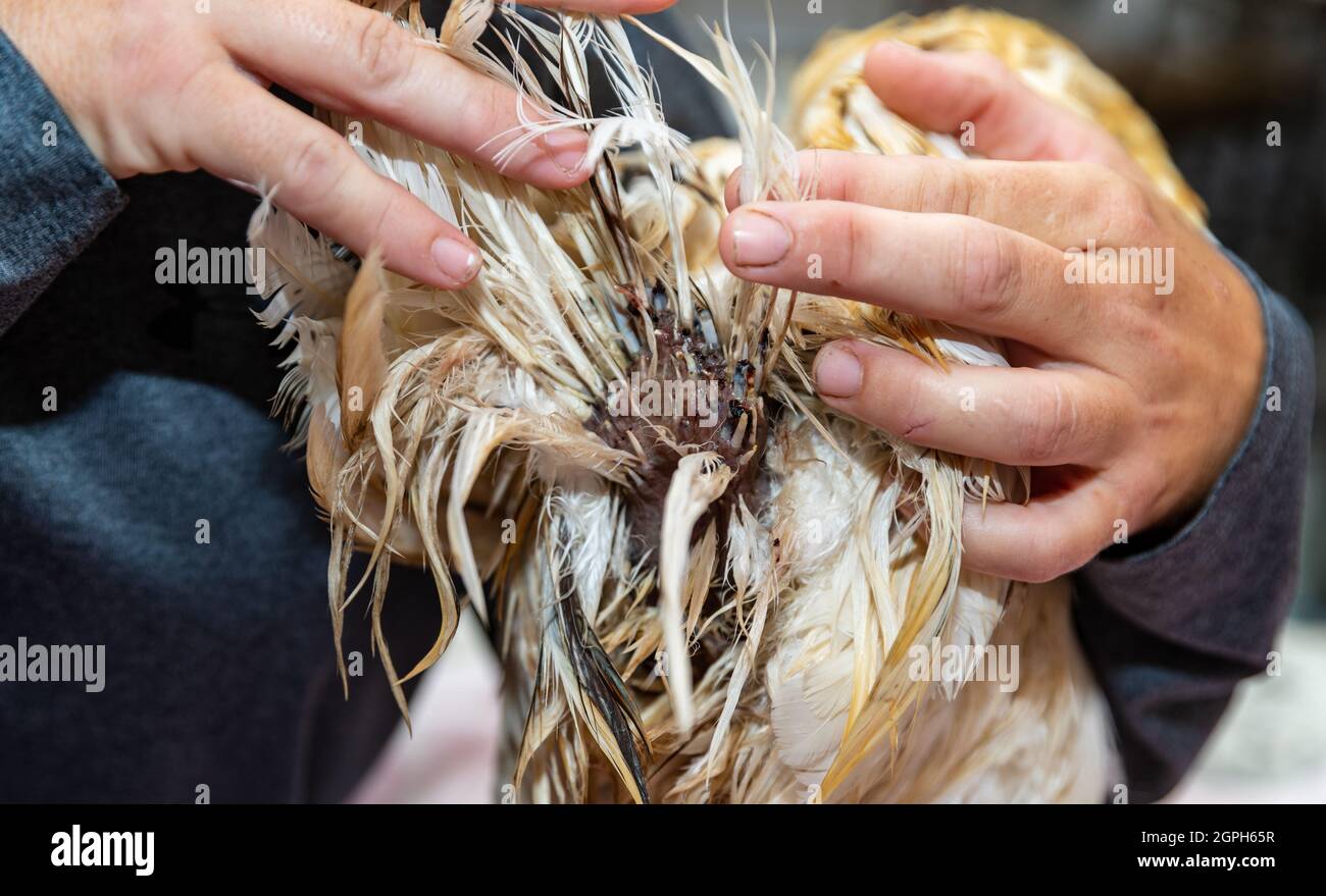 Chicken blood hi-res stock photography and images - Alamy