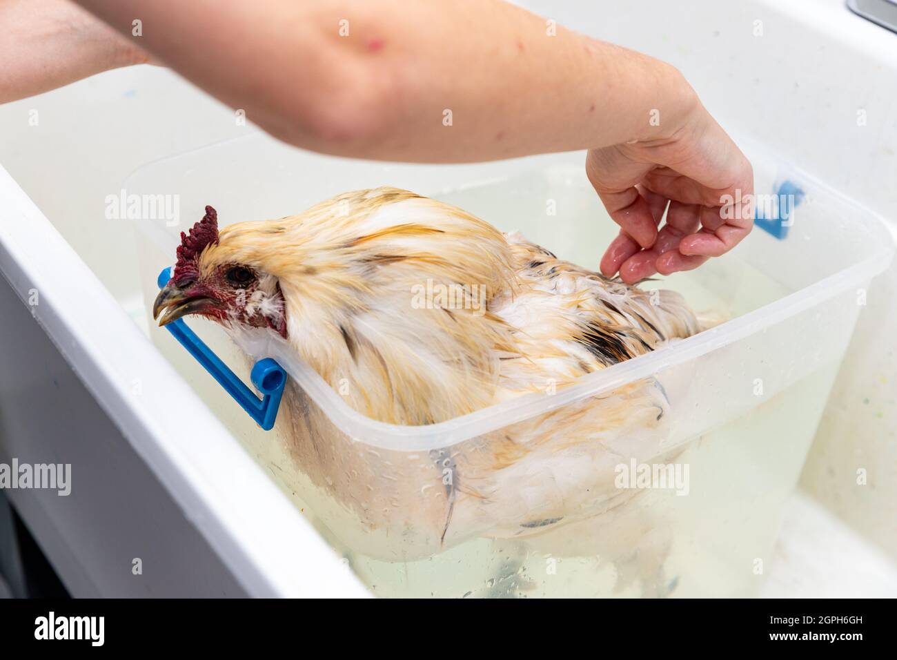 Pet Chicken getting a bath in the sink Stock Photo - Alamy