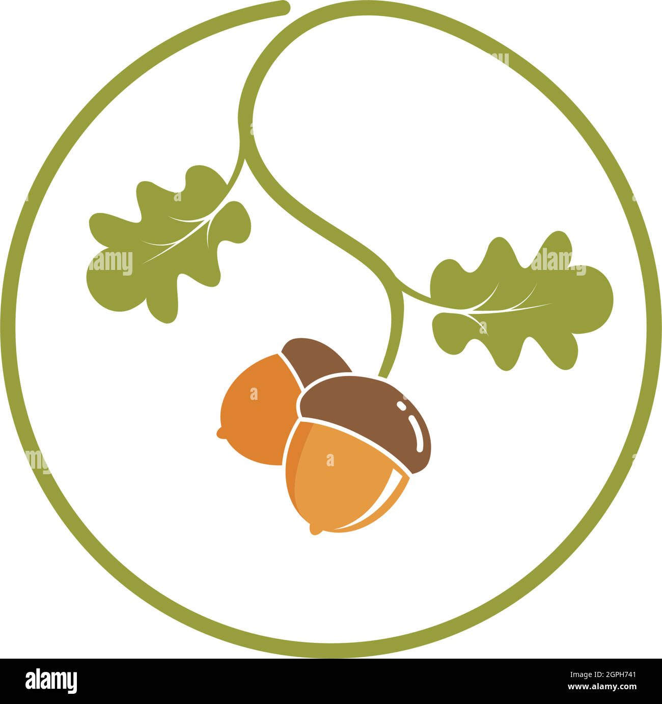 oak acorn vector illustration design Stock Vector Image & Art - Alamy