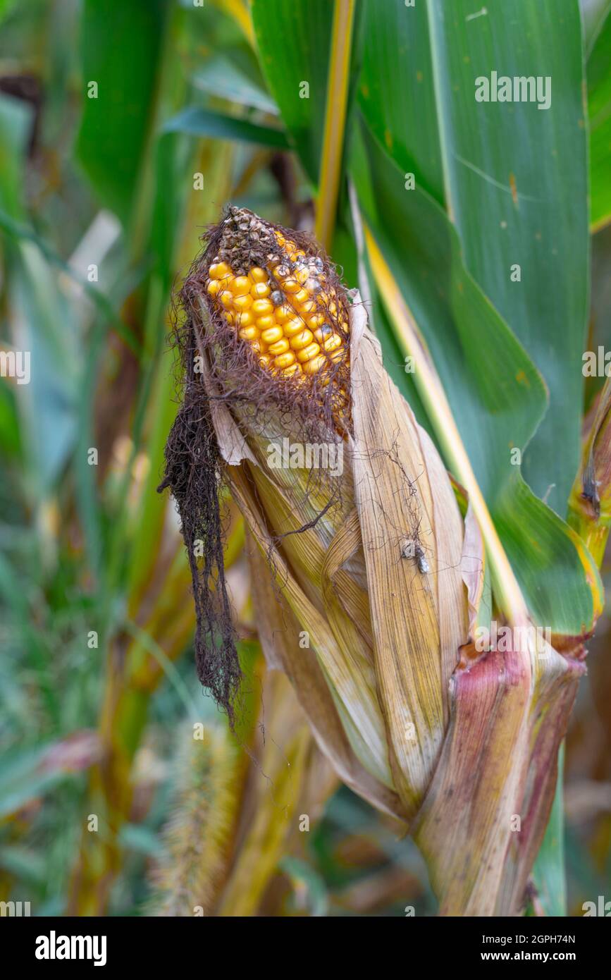 Husk of corn hi-res stock photography and images - Alamy