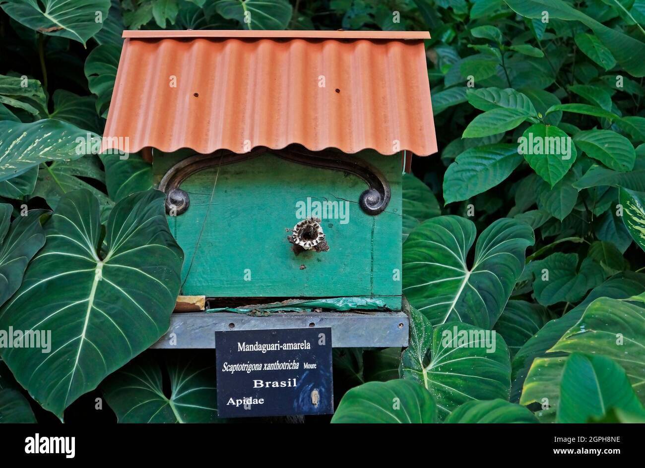 No bees hi-res stock photography and images - Alamy