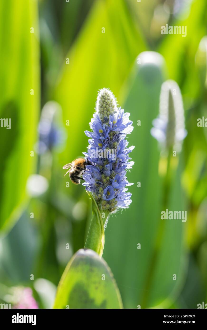 Pontederia de hoja acorazonada hi-res stock photography and images - Alamy