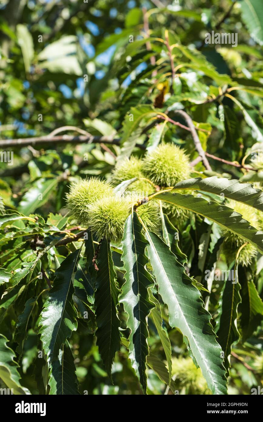 Sweet Chestnut (Castanea sativa) in seed Stock Photo - Alamy