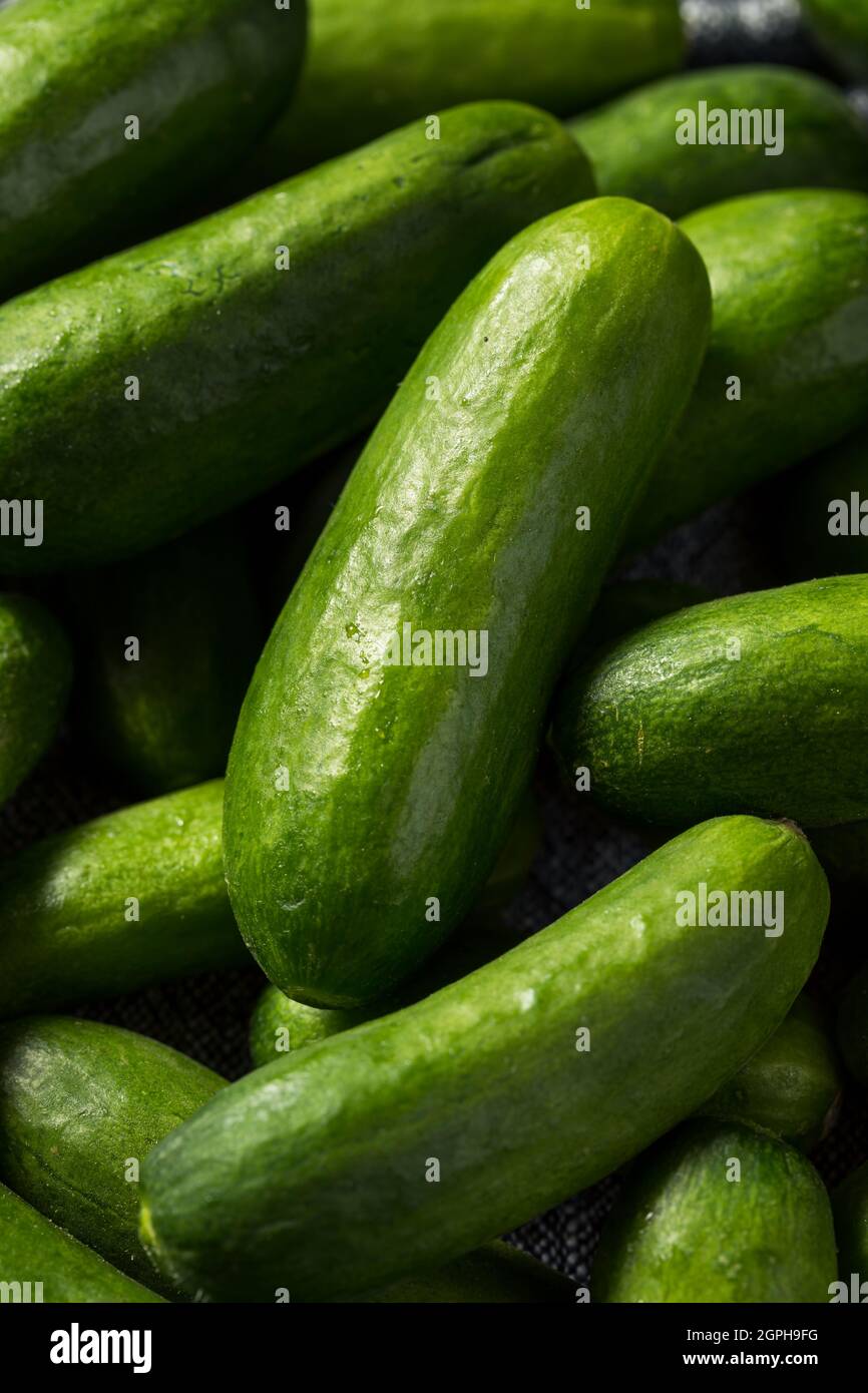 Raw Green Organic Mini Cucumbers Ready to Eat Stock Photo - Alamy
