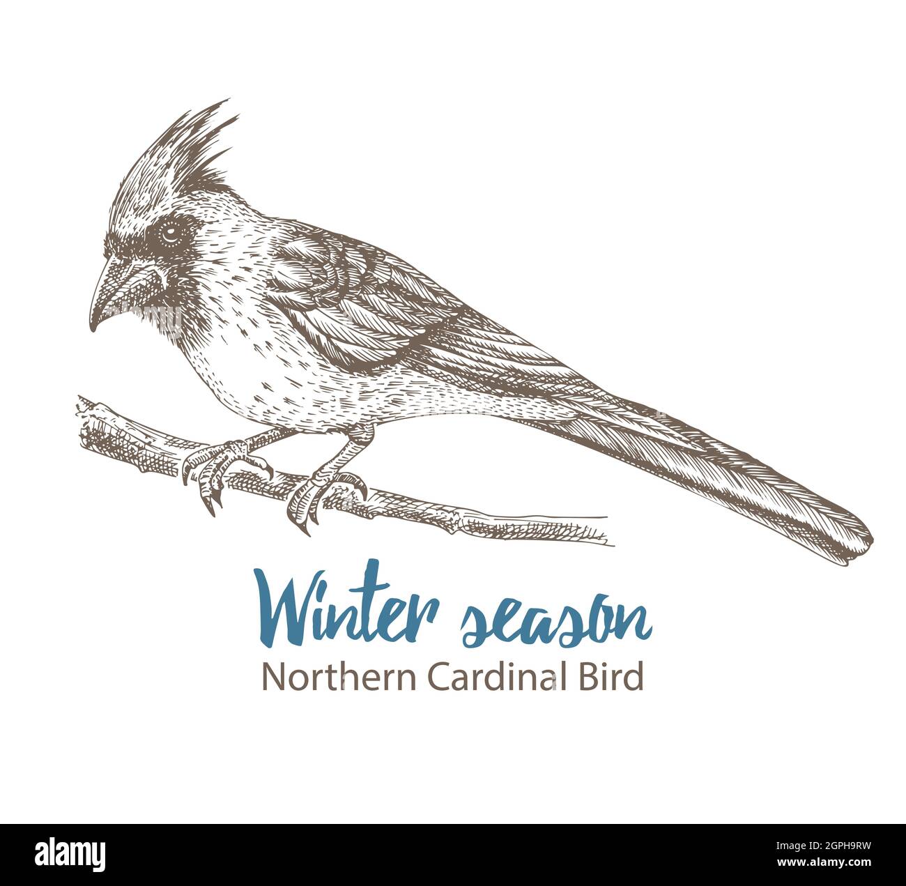 Cardinal Bird Drawing