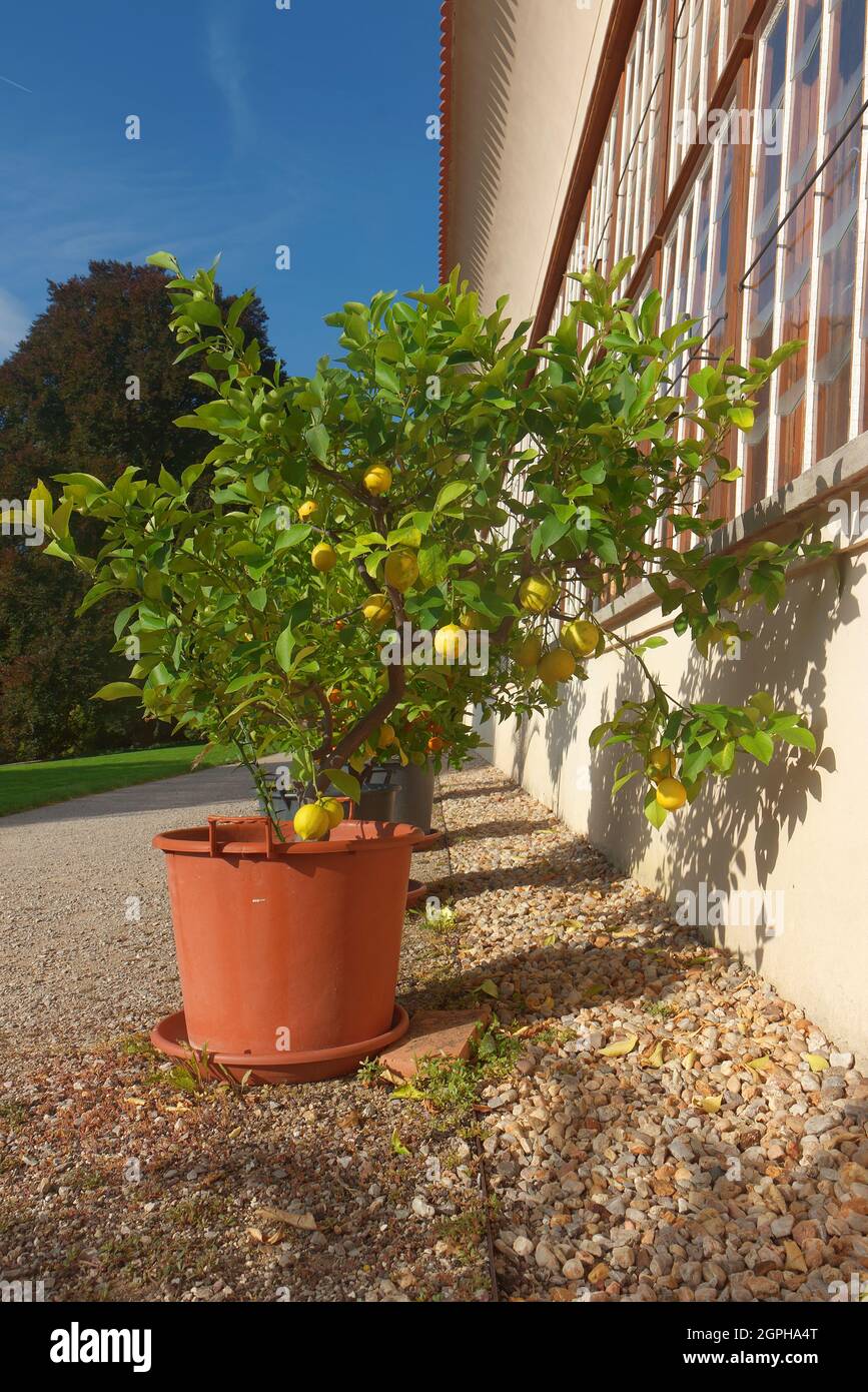A lemon tree, a small potted lemon tree with ripe yellow fruit, lit by ...