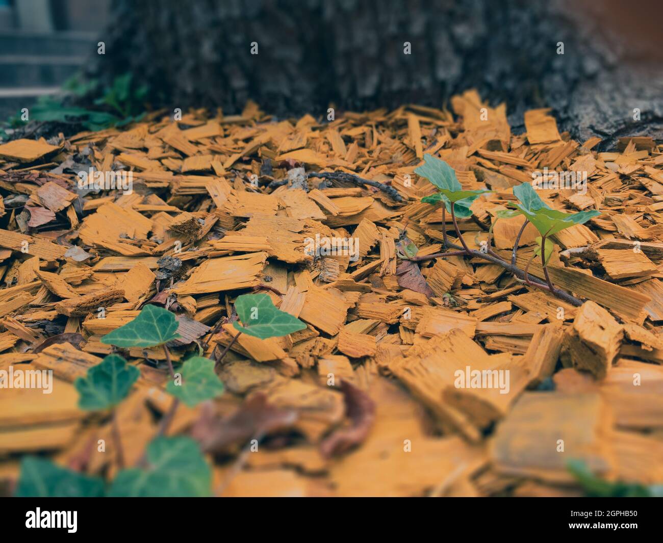 Yellow mulch on a flower bed near a tree close-up. Low angle, selective ...