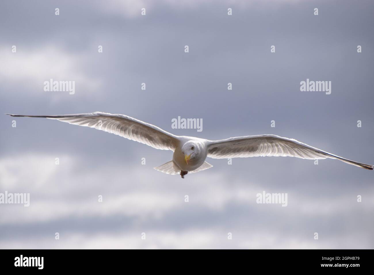 A seagull flying in London, United Kingdom Stock Photo - Alamy