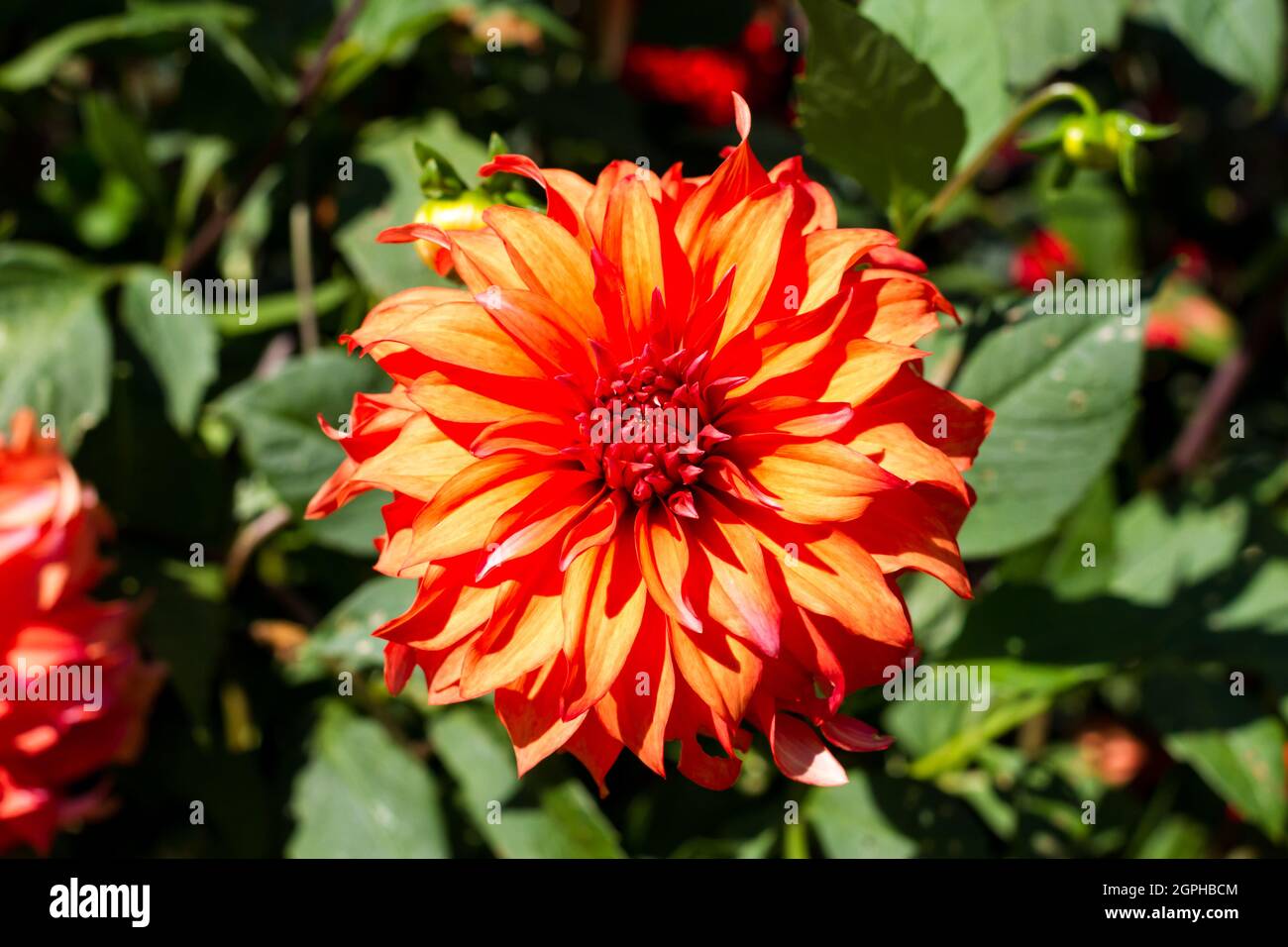 Dahlia september uk hi-res stock photography and images - Alamy
