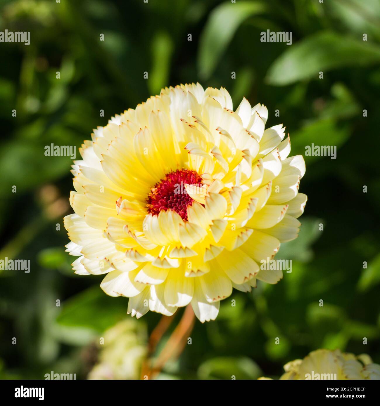Calendula Officinalis 'Snow Princess', Pot Marigold Stock Photo - Alamy