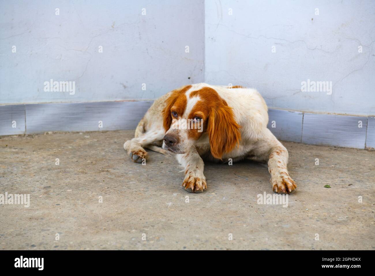 Angry looking dogs hi-res stock photography and images - Alamy