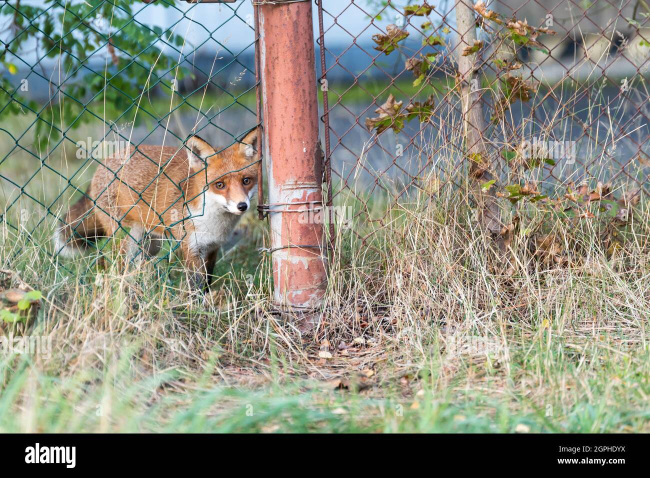 Fox fence predator hi-res stock photography and images - Alamy