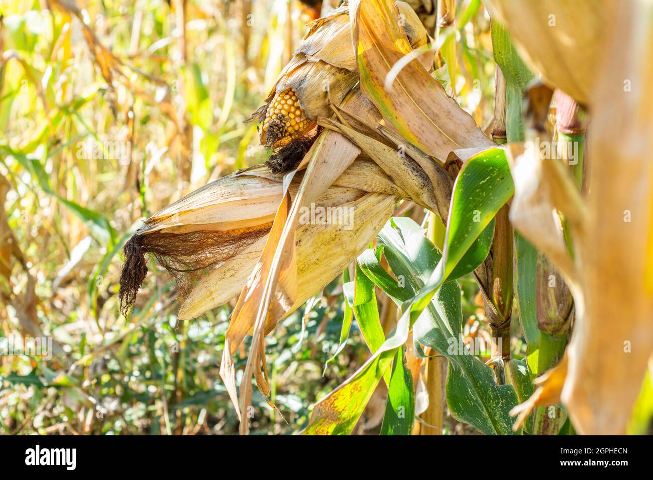 Corn plants in the natural environment in the field .corn field Stock ...