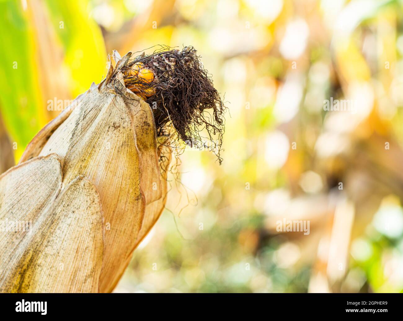 Corn plants in the natural environment in the field .corn field Stock ...
