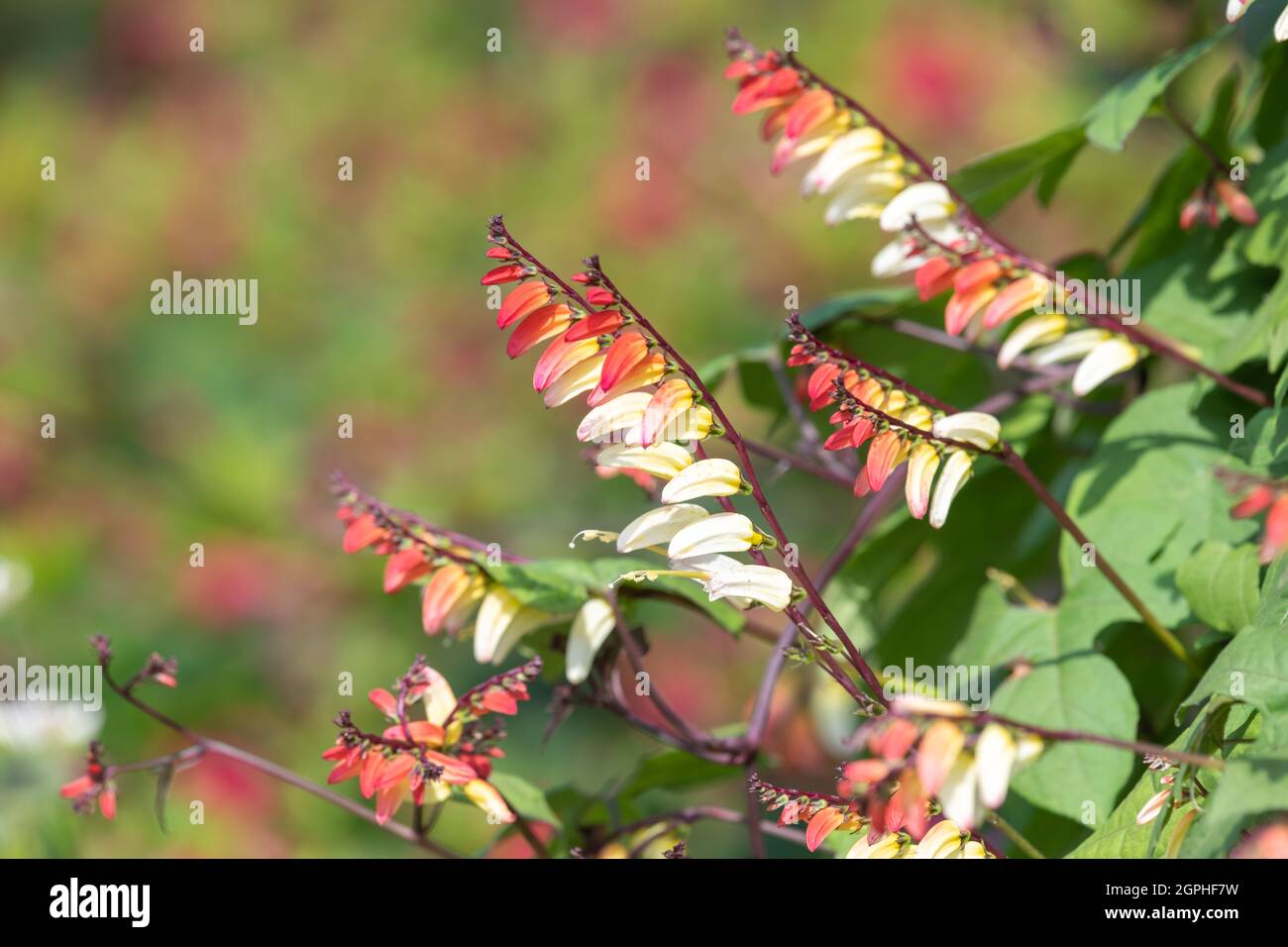 Close up of fire vine (ipomoea lobata) flowers in bloom Stock Photo - Alamy