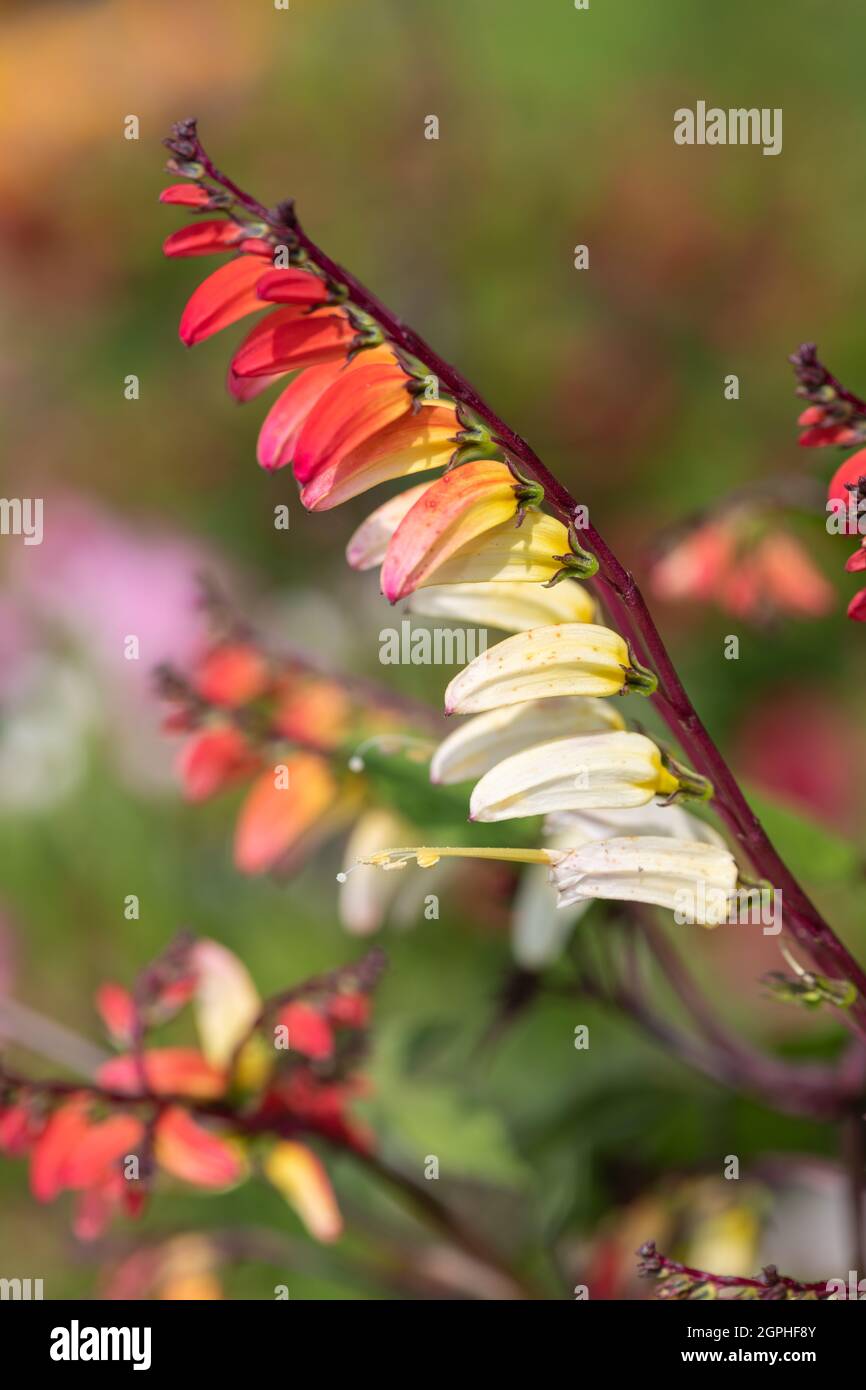 Ipomoea lobata fire vine hi-res stock photography and images - Alamy
