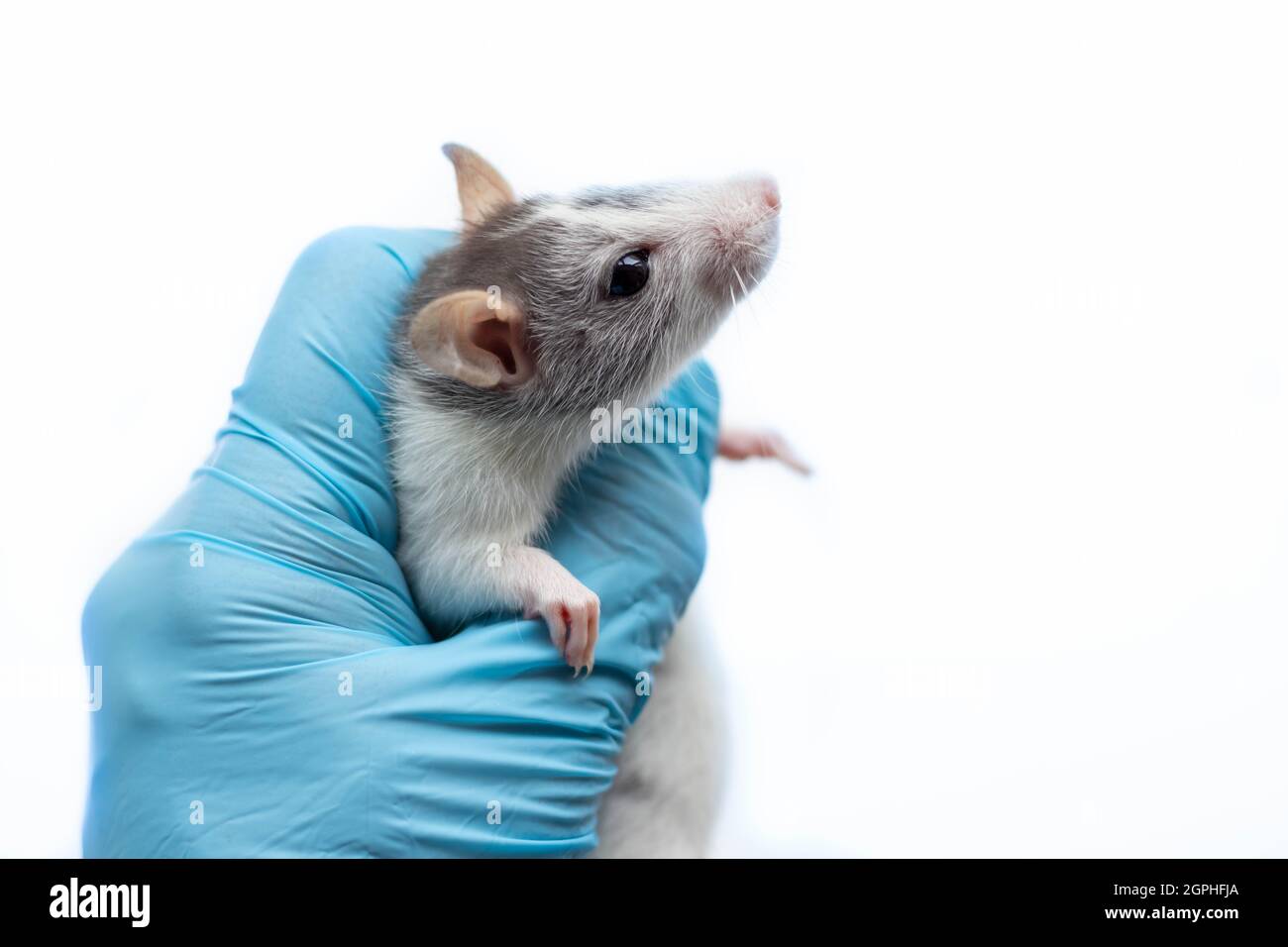 Lab Rat Glove High Resolution Stock Photography and Images - Alamy