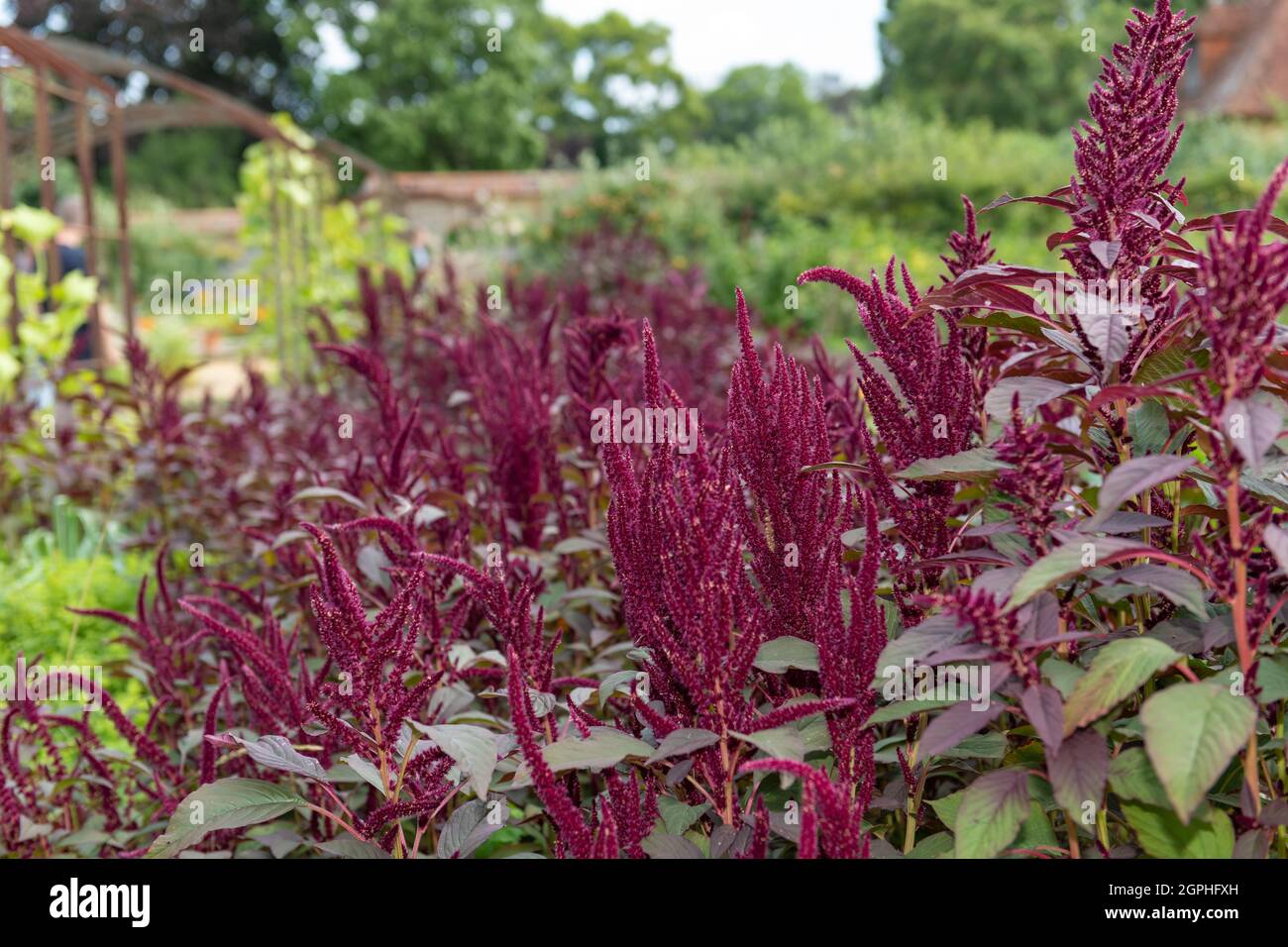 Close up of a Prince of Wales feather (amaranthus hypochondriacus ...