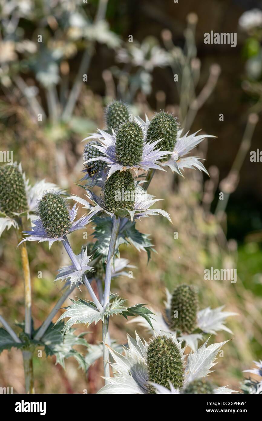 Close up of alpine sea holly (eryngium alpinium) flowers in bloom Stock ...
