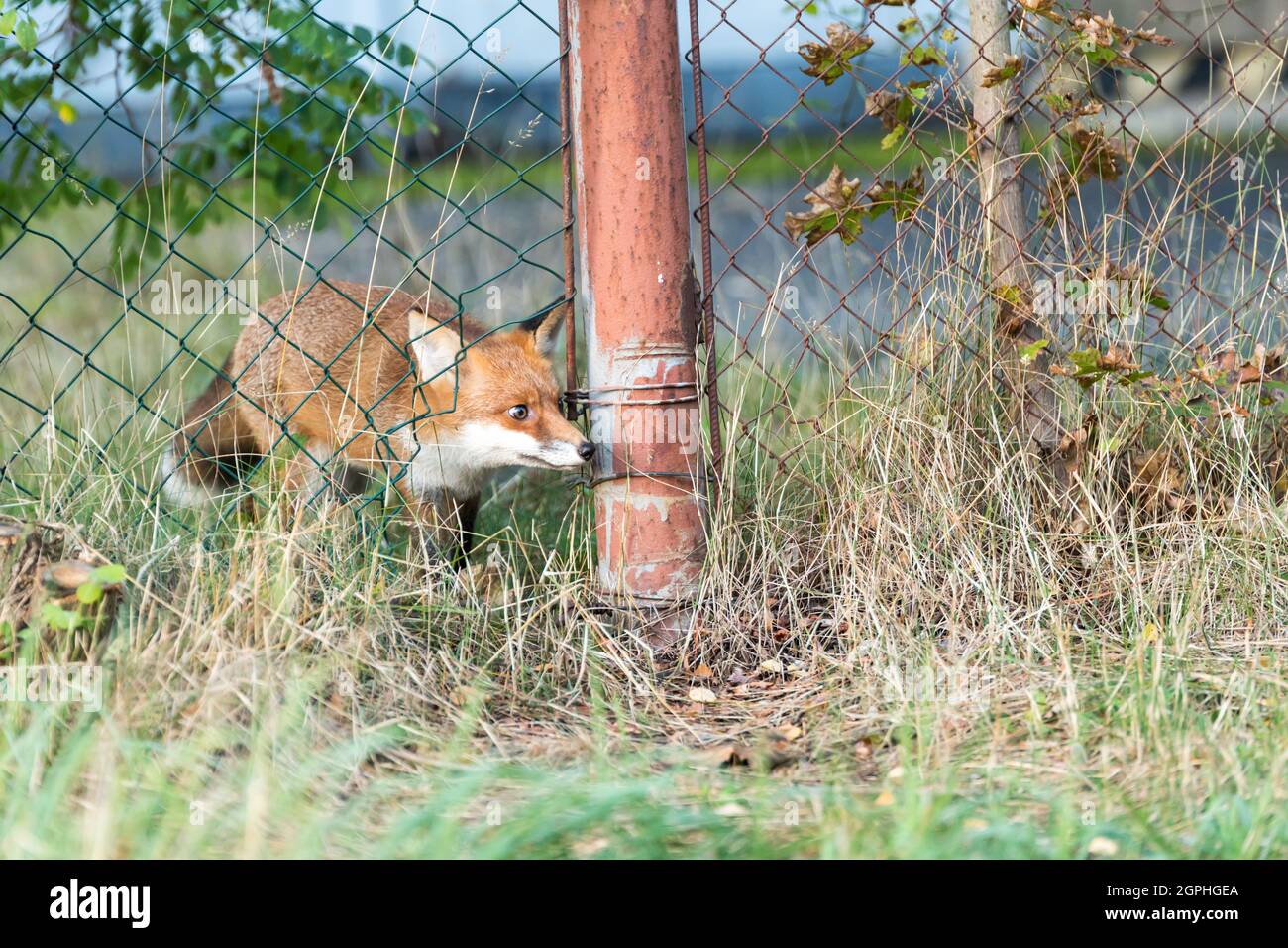 A fox comes through a hole in a fence Stock Photo - Alamy
