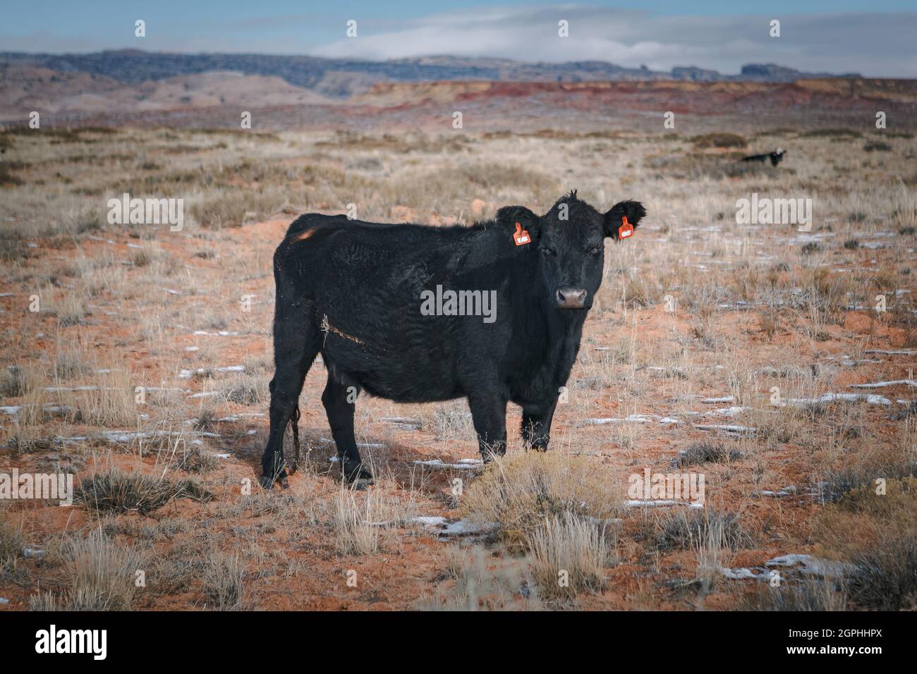 Utah animal winter hi-res stock photography and images - Alamy
