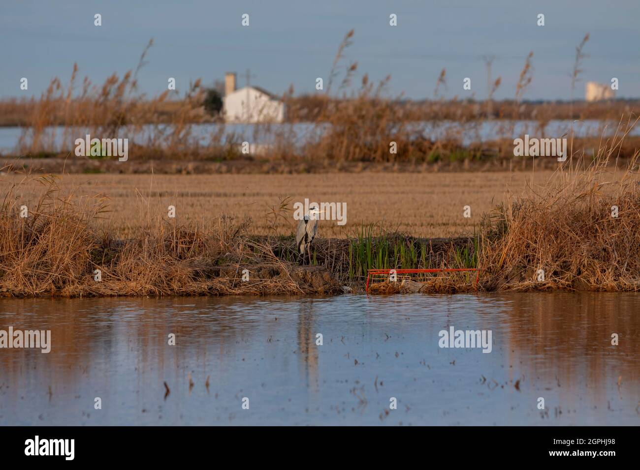 Albufera of Valencia Natural Park. Valencia.Spain Stock Photo - Alamy