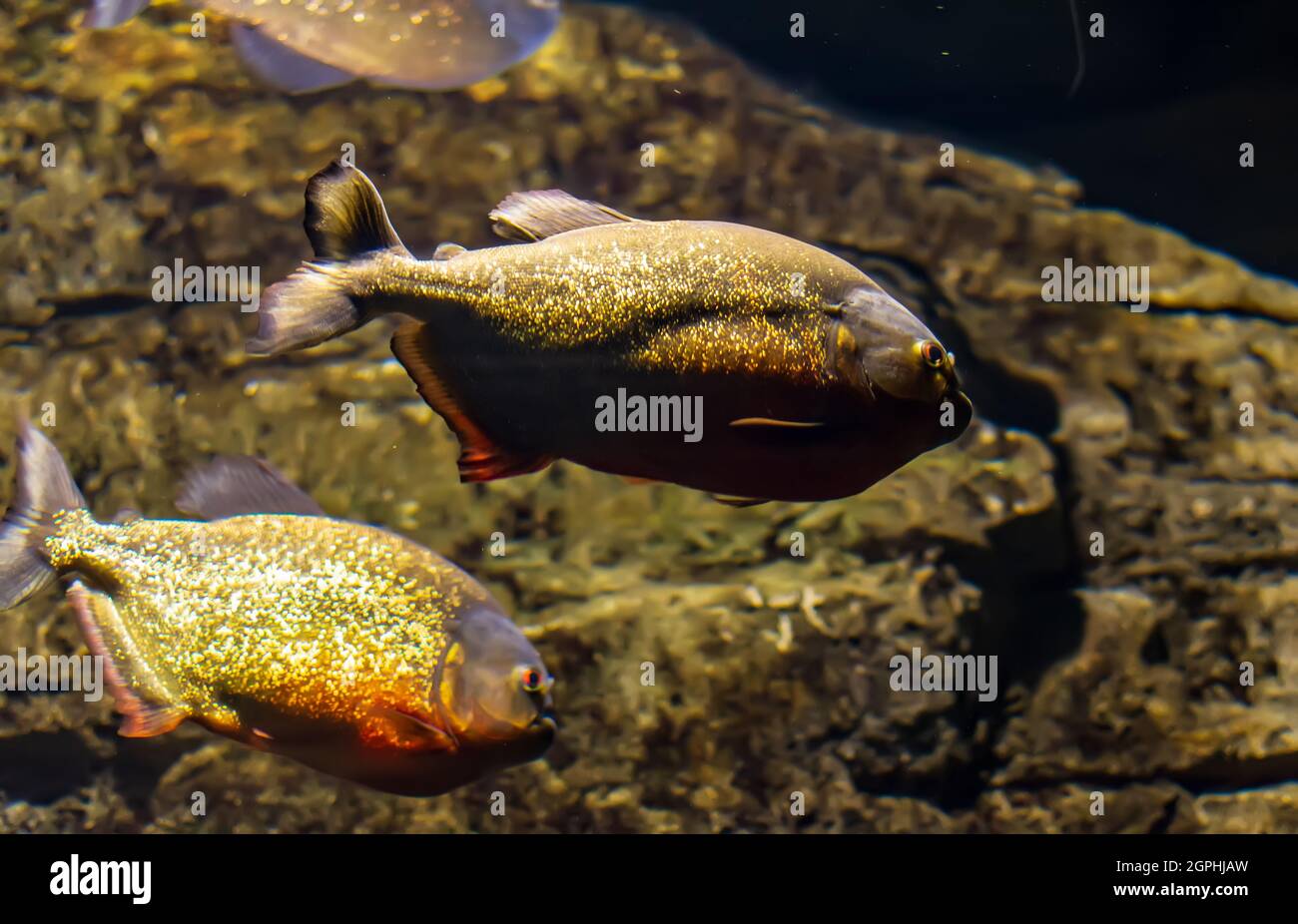 Red-bellied piranha, also known as the red piranha (Pygocentrus ...