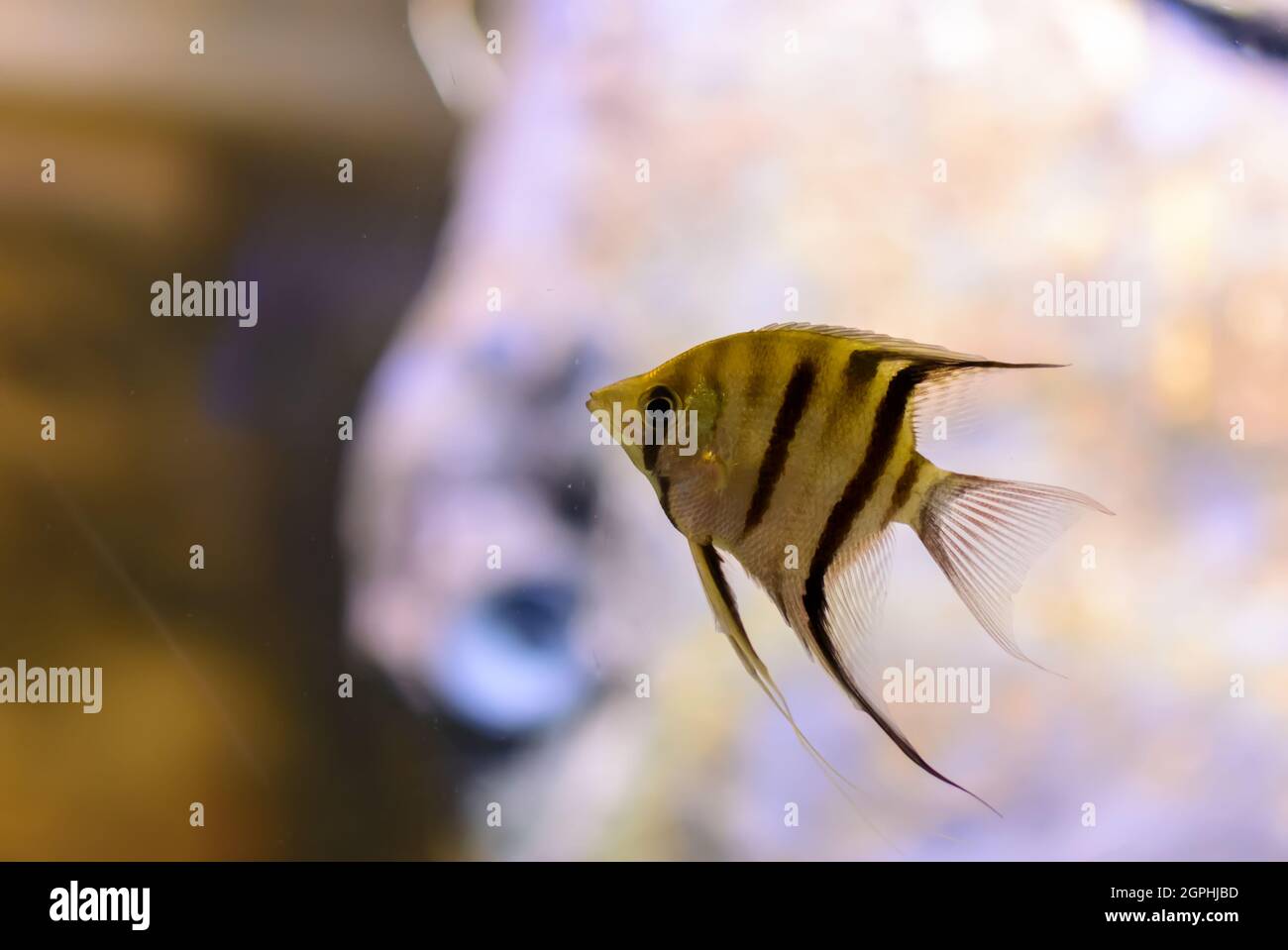 Pterophyllum altum, also referred to as the altum angelfish, deep ...