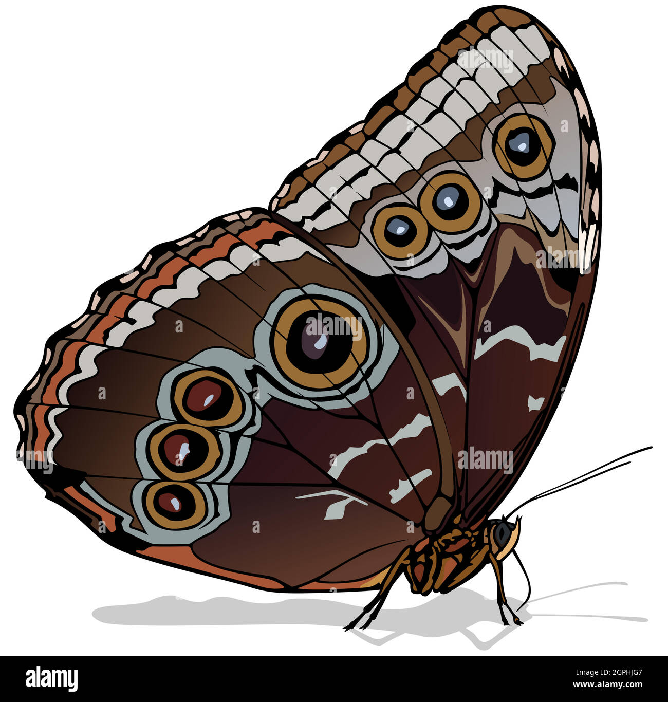 Buckeye butterfly Stock Vector Images - Alamy