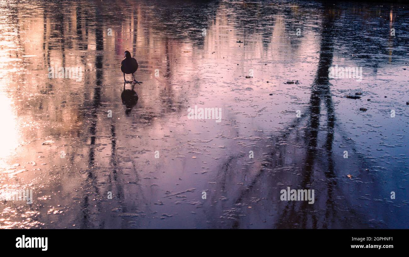 A coot walking on the frozen pond of the Westerpark in Amsterdam, the ...